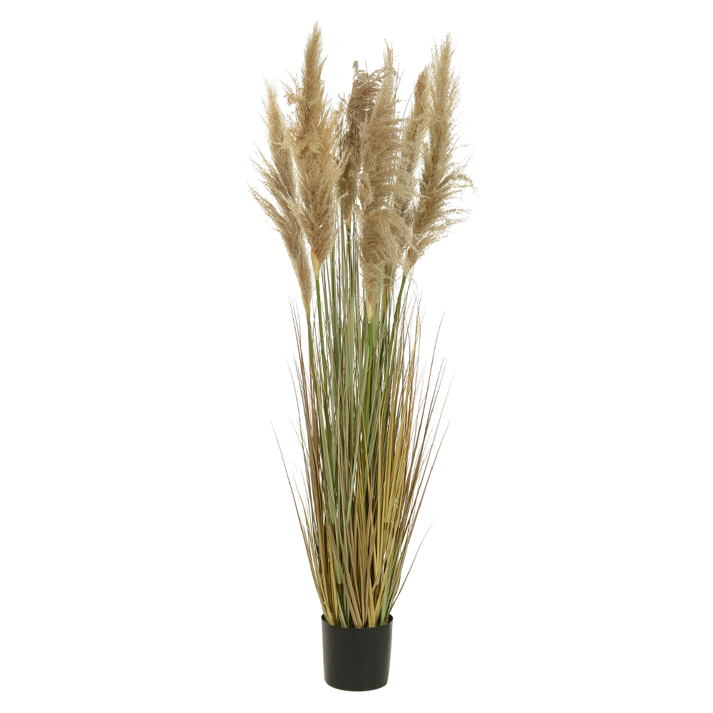F.GRASS PAMPAS C/POTE X7 (VERDE OUTONO) 1,8m | Florarte