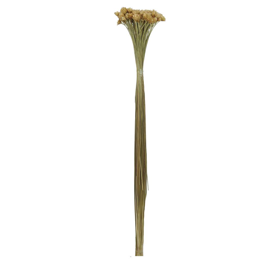 FLOR ESPETA NARIZ DESIDRATADO (NATURAL) 40CM | Florarte